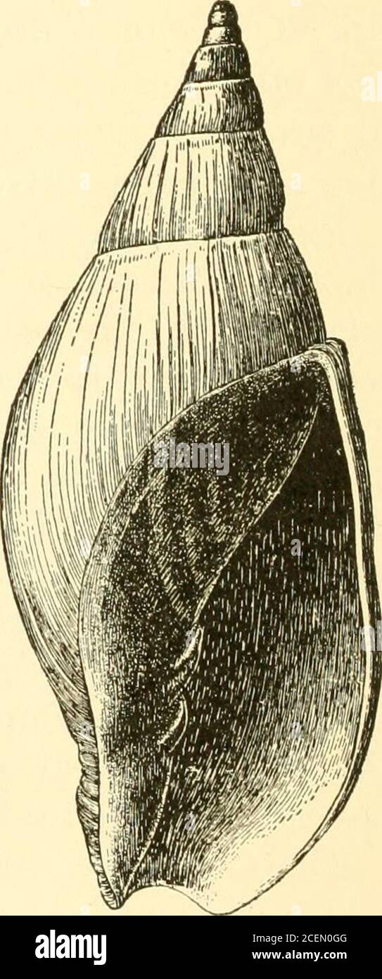 Singular shells hi-res stock photography and images - Alamy