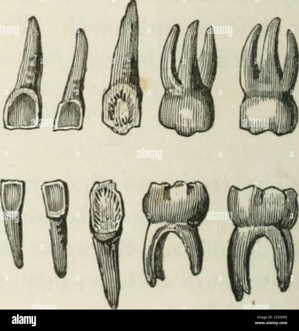 . The principles and practice of dental surgery. Fig 11.. Flo. 10 ...
