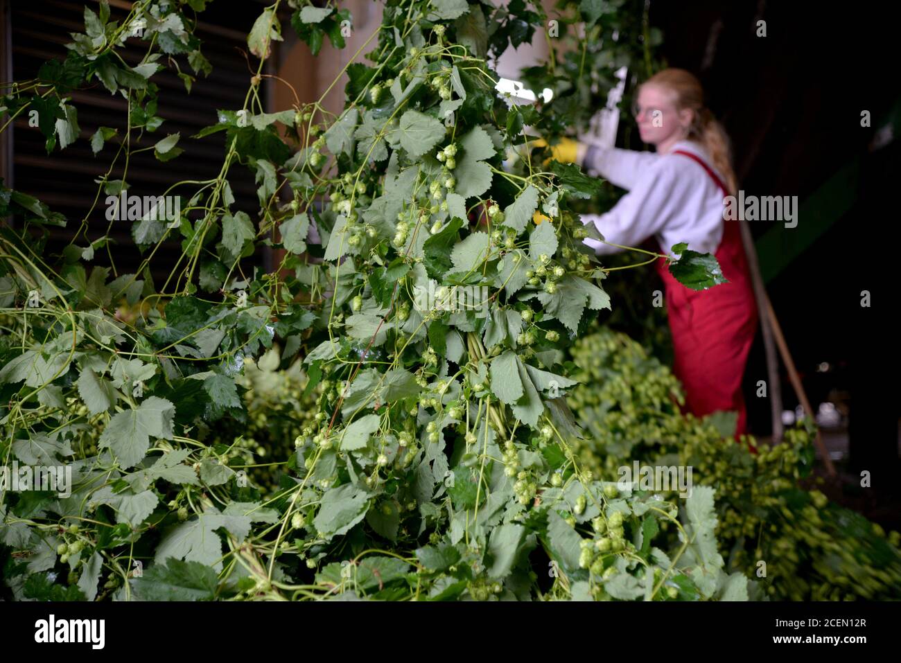 Holsthum, Germany. 01st Sep, 2020. A crop worker brings the new hops to ...