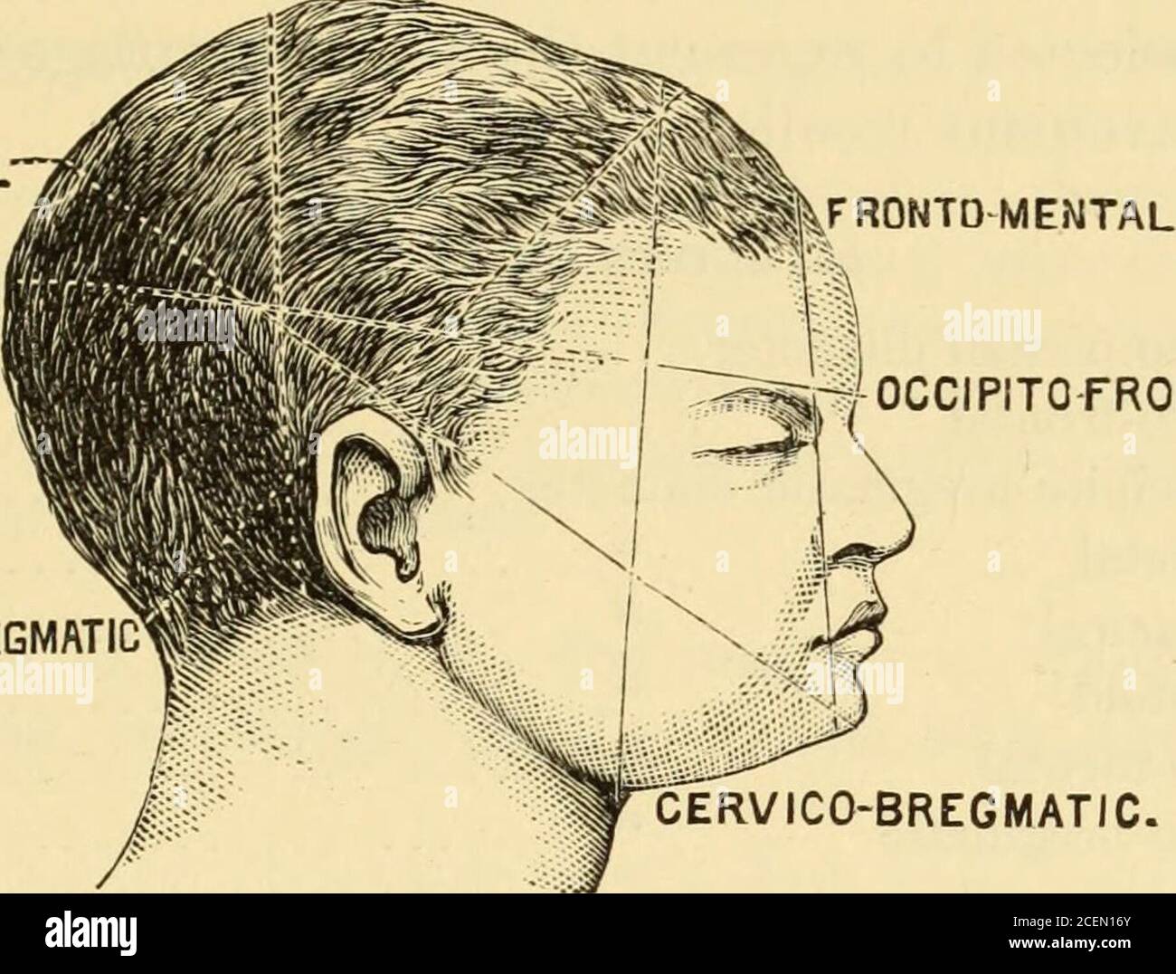 . The science and art of midwifery. meter extends from the highest ...