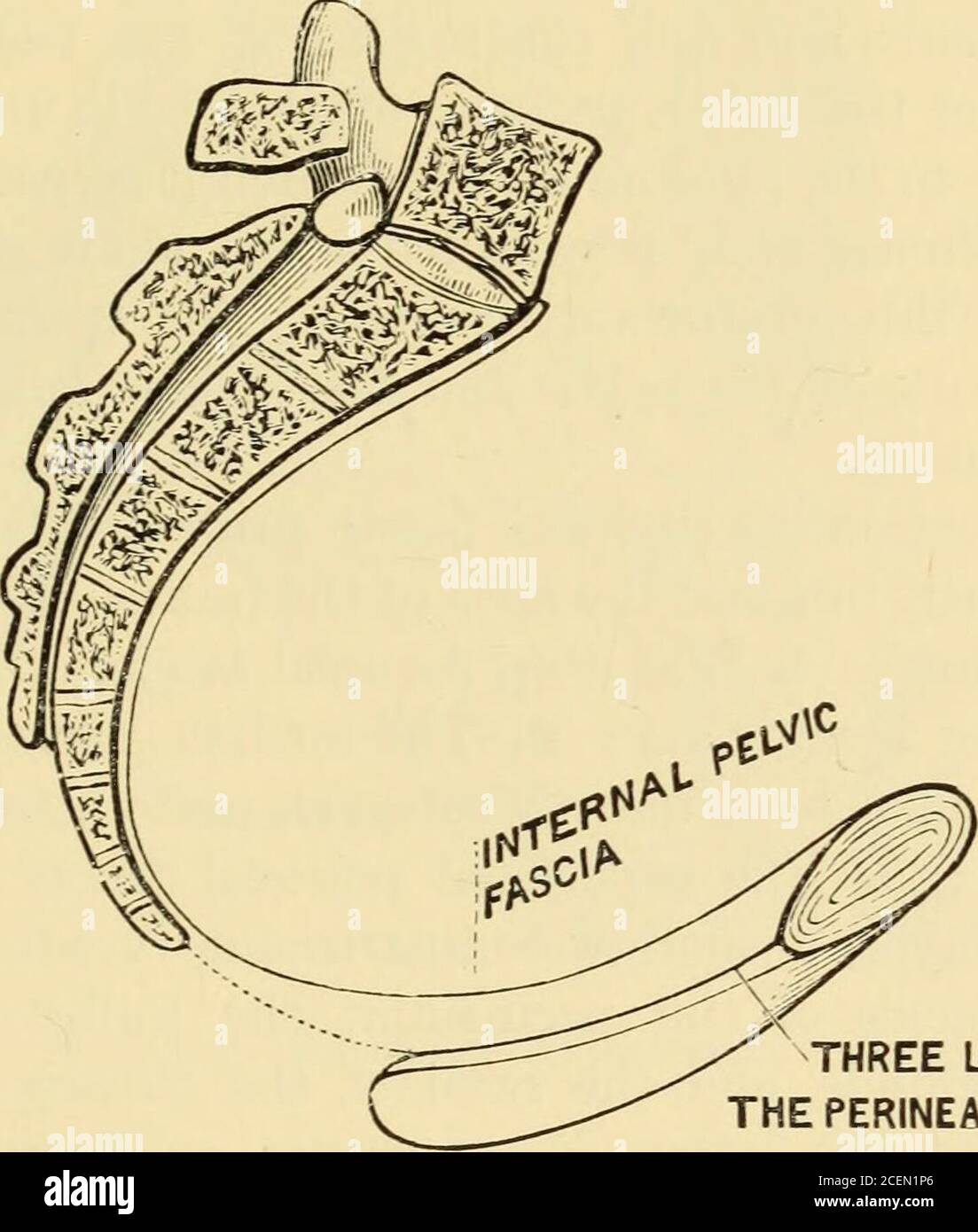 The Science And Art Of Midwifery N Ofthe Perineal Floor Is The Levator Ani Muscle This