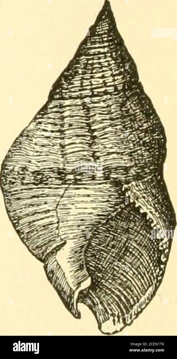 Nassa shells hi-res stock photography and images - Alamy