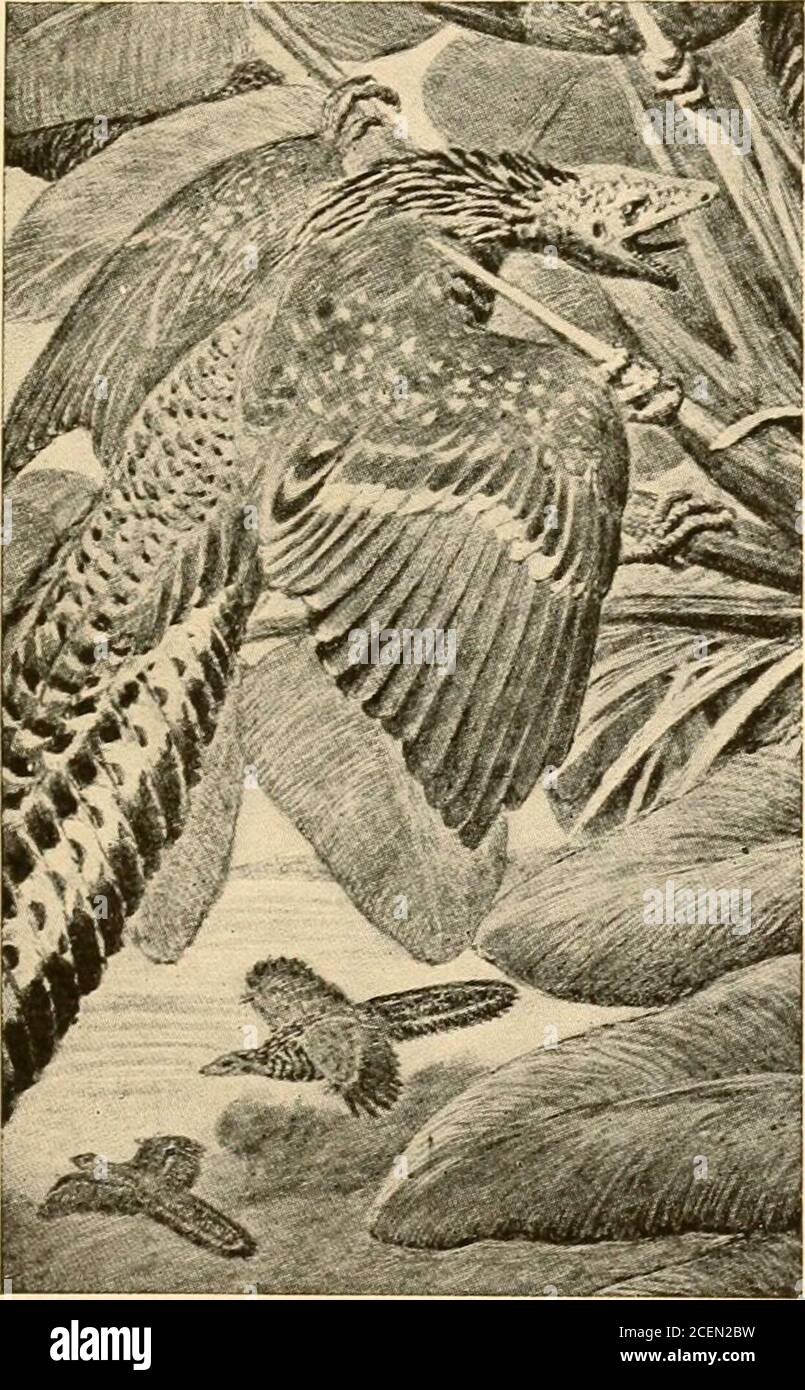 . The origin and evolution of life, on the theory of action, reaction ...