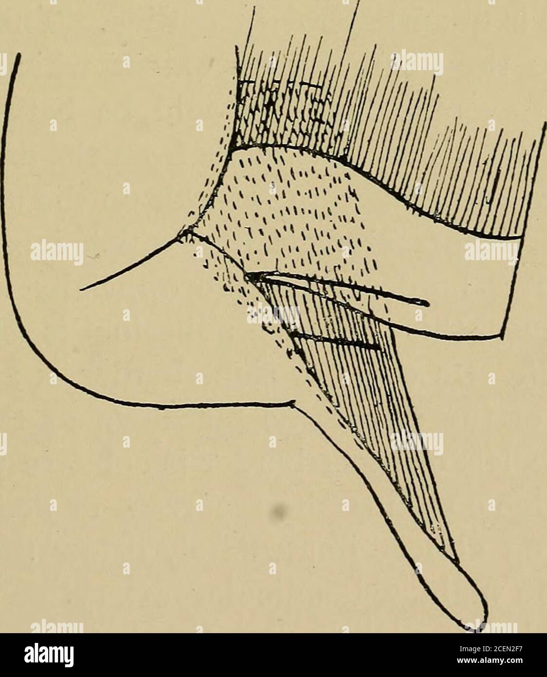 Meso appendix hi-res stock photography and images - Alamy