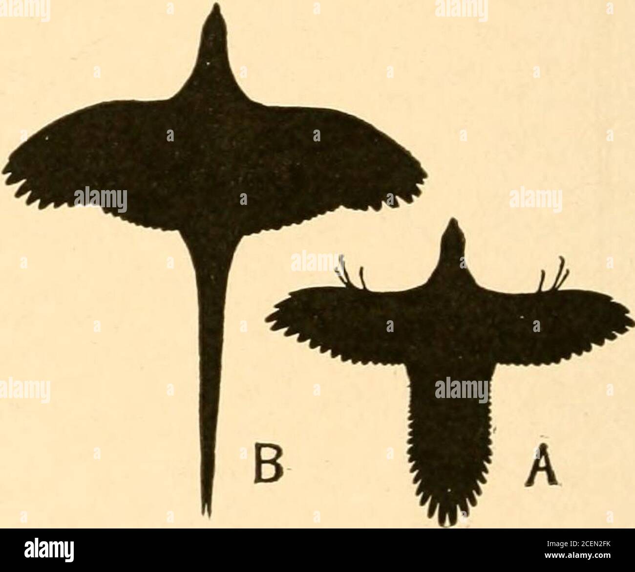 . The origin and evolution of life, on the theory of action, reaction ...