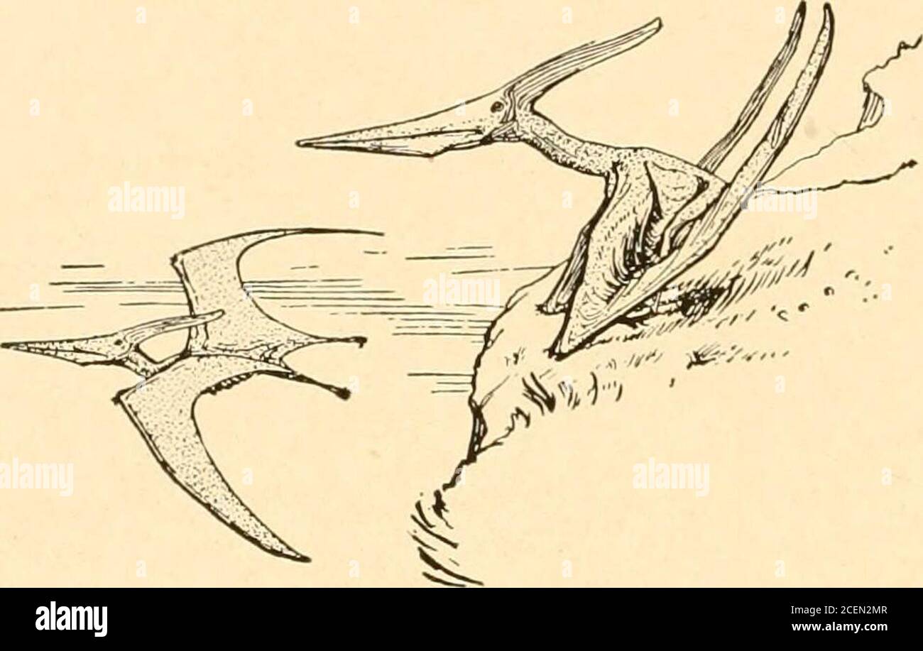 Origin of dinosaurs hi-res stock photography and images - Alamy