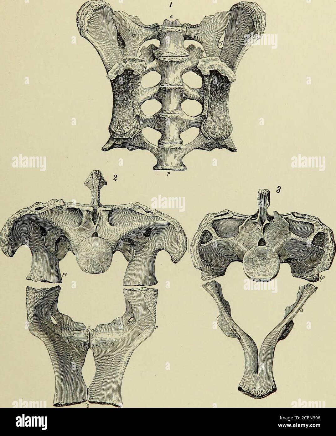 Atlantosaurus hi-res stock photography and images - Alamy