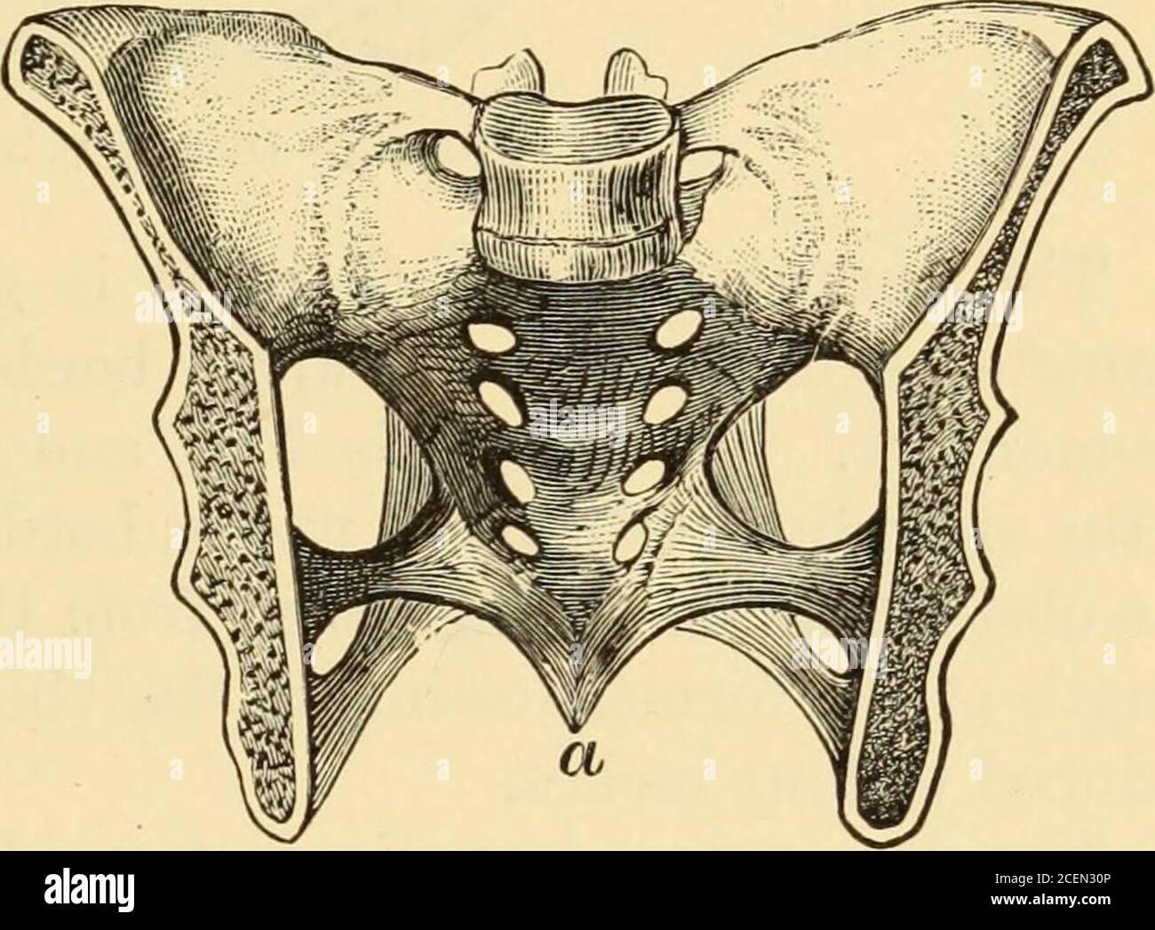 . The science and art of midwifery. Fig. 94.—Anterior half of the ...