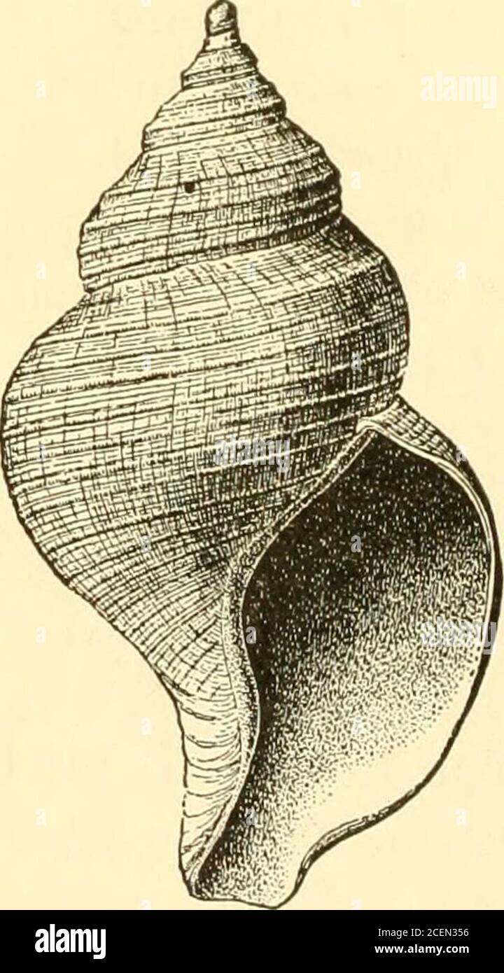 Brownshell hi-res stock photography and images - Alamy