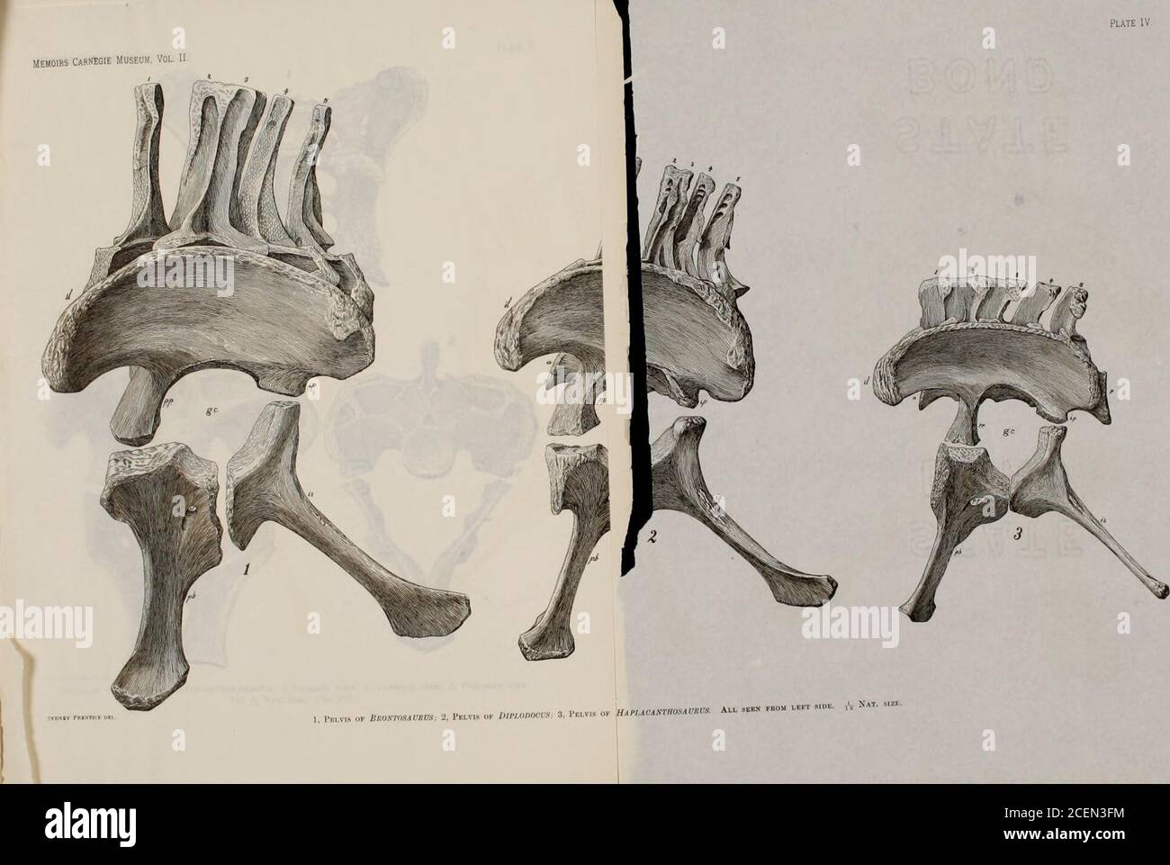 Atlantosaurus hi-res stock photography and images - Alamy