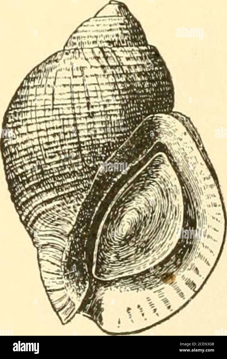 . West American shells; a description in familiar terms of the ...
