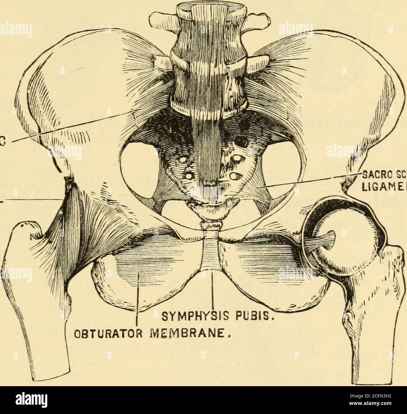 . The science and art of midwifery. in prevent-ing the sacrum from ...