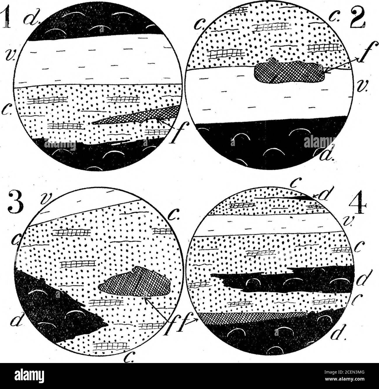 . On the Four Visible Ingredients in Banded Bituminous Coal: Studies in ...