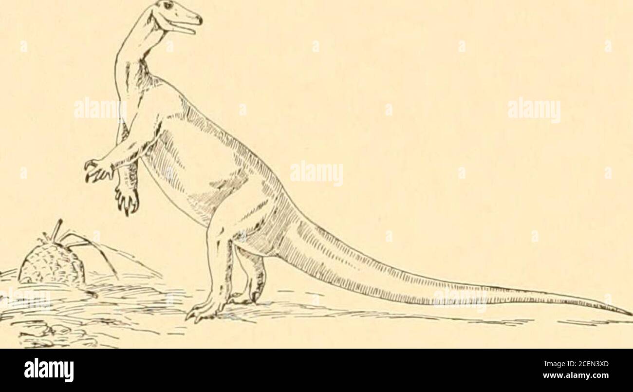 Ornithomimus hi-res stock photography and images - Alamy