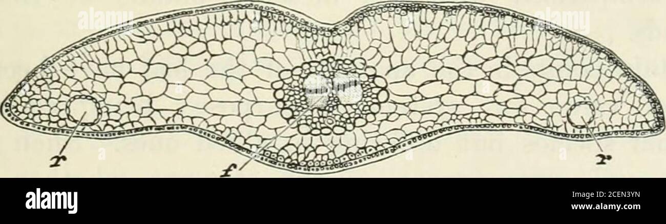 . The classification of flowering plants. Fig. 24. Transverse section ...