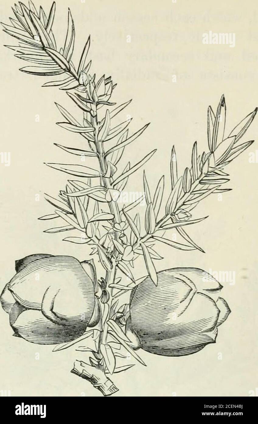 . The classification of flowering plants. Fig. 21. Cupressus Macnahiana ...