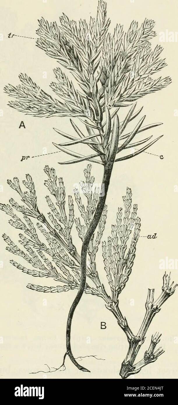 . The classification of flowering plants. verted to thejuvenile ...