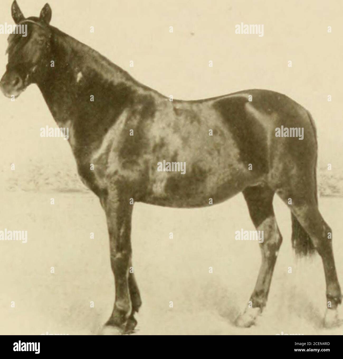 Anglo anglo arab horse hi-res stock photography and images - Alamy