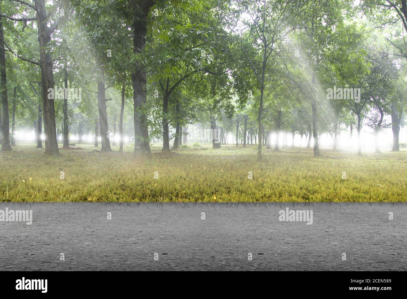 Asphalt road on the green forest with sunlight background Stock Photo ...
