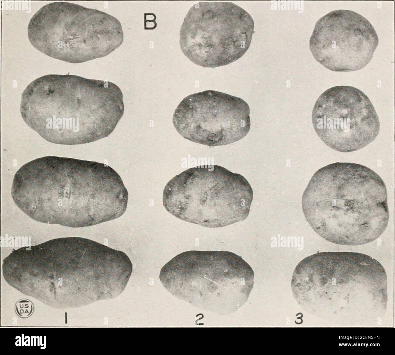 . Journal of Agricultural Research. dling-tuber grafts, (i) Upper row ...