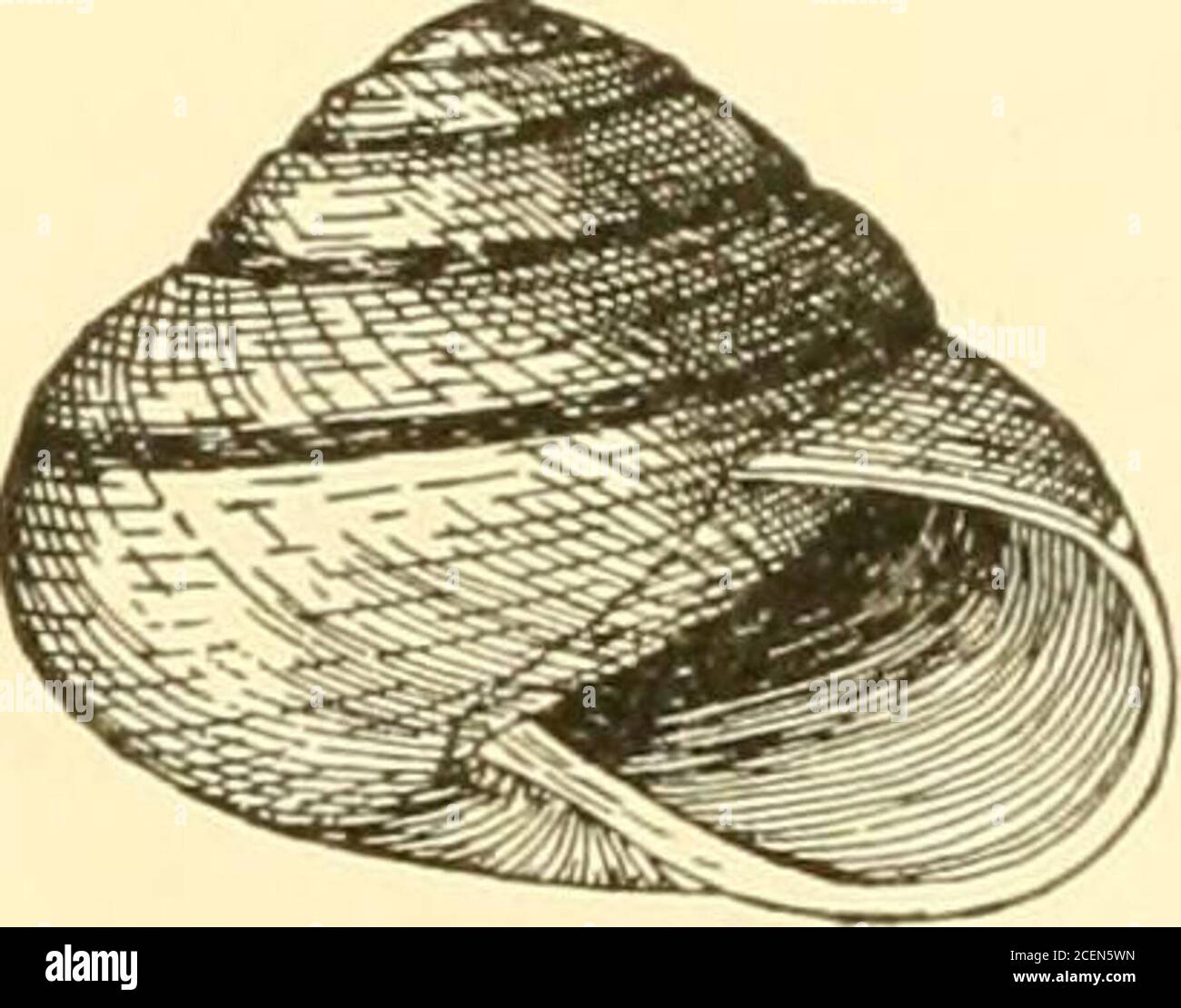 Six inch shells hi-res stock photography and images - Alamy