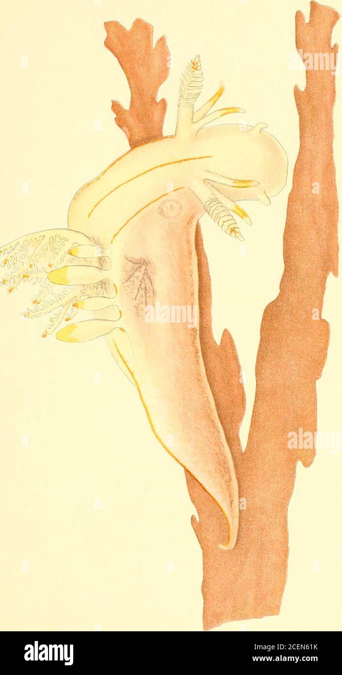 . Bulletin of the Bureau of Fisheries. 22. POLYCERA ATRA MACFARLAND ...