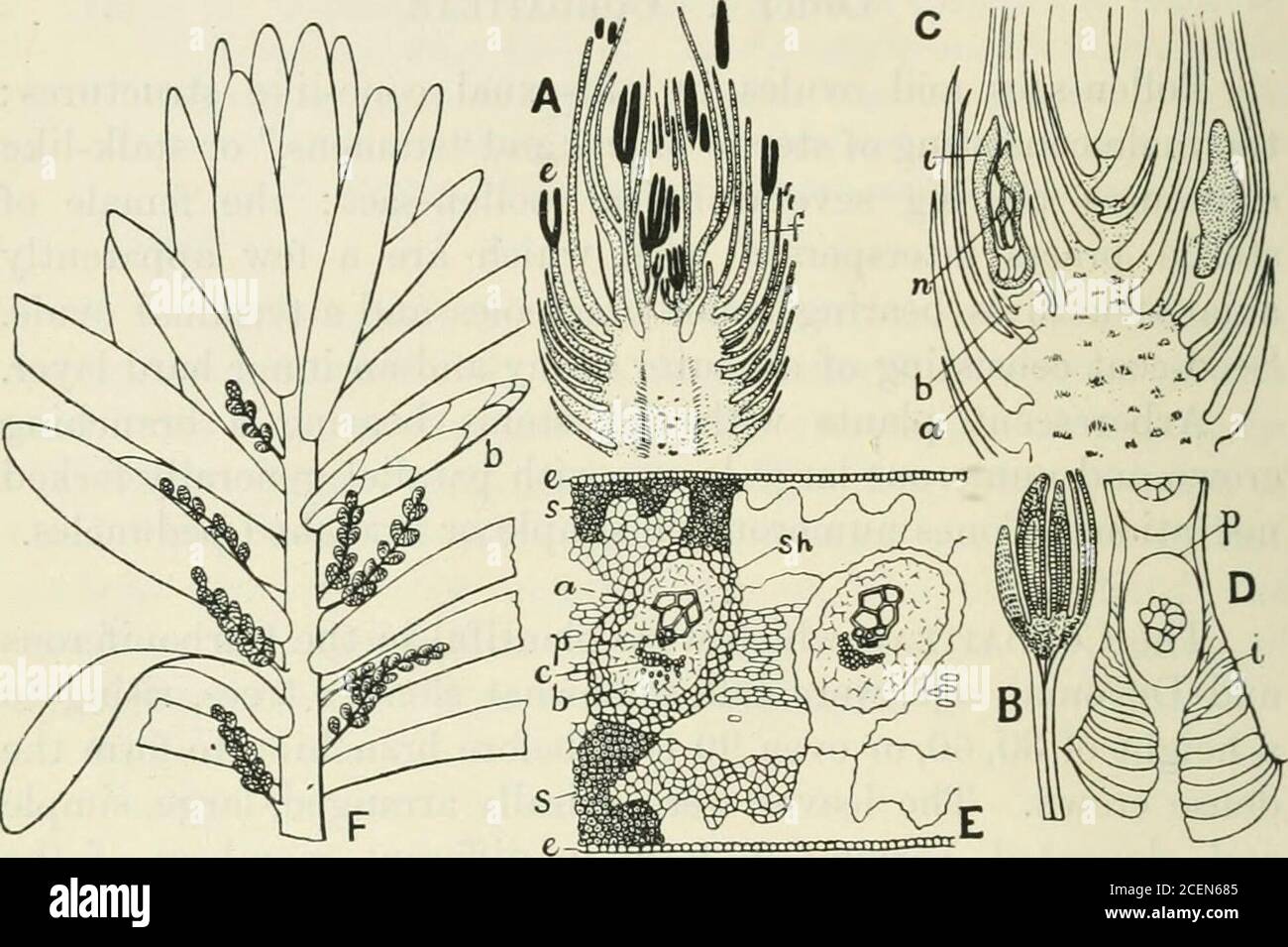 . The classification of flowering plants. ion was parallel and,except ...