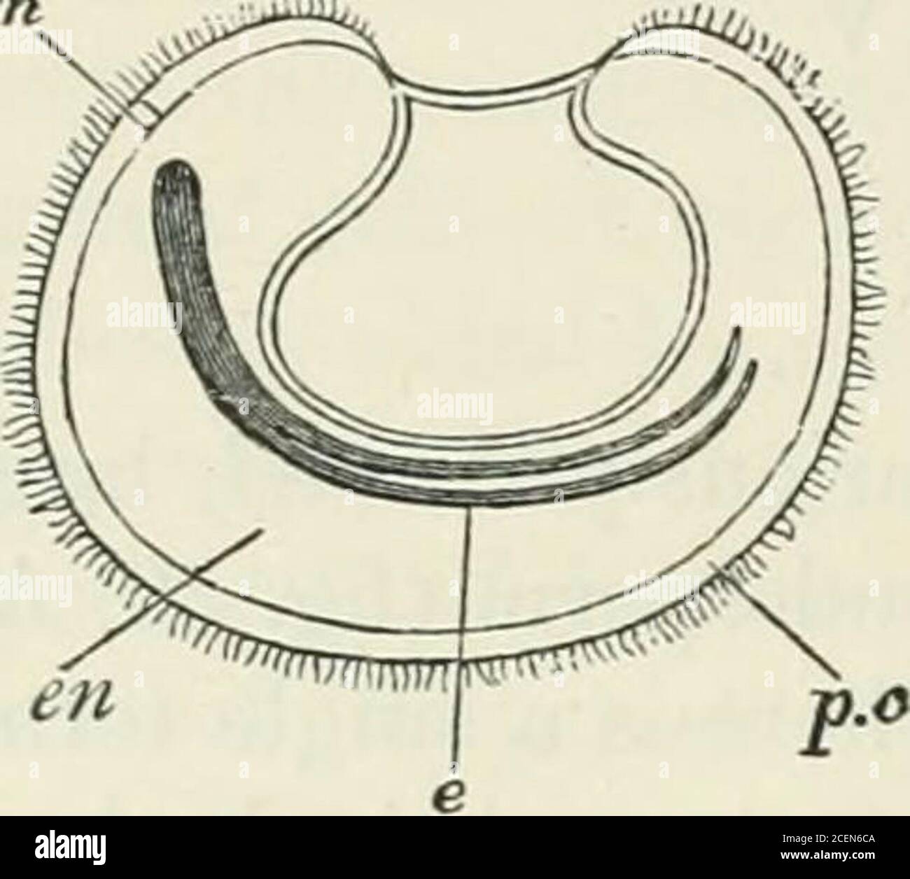 . The classification of flowering plants Stock Photo - Alamy