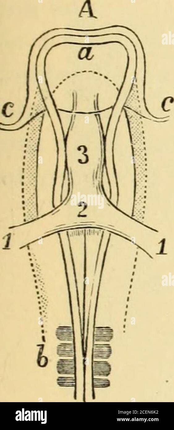 . The science and art of midwifery. f the intestine protrudes at the ...