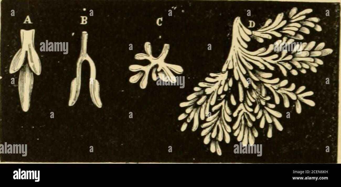 . The science and art of midwifery. and incus. The outer portion is con ...