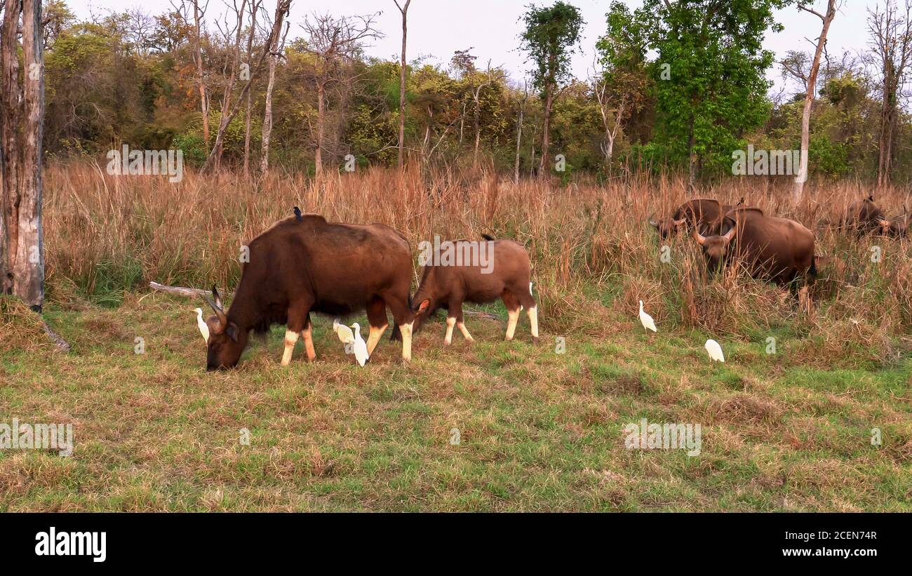 Sunset tadoba national park hi-res stock photography and images - Alamy