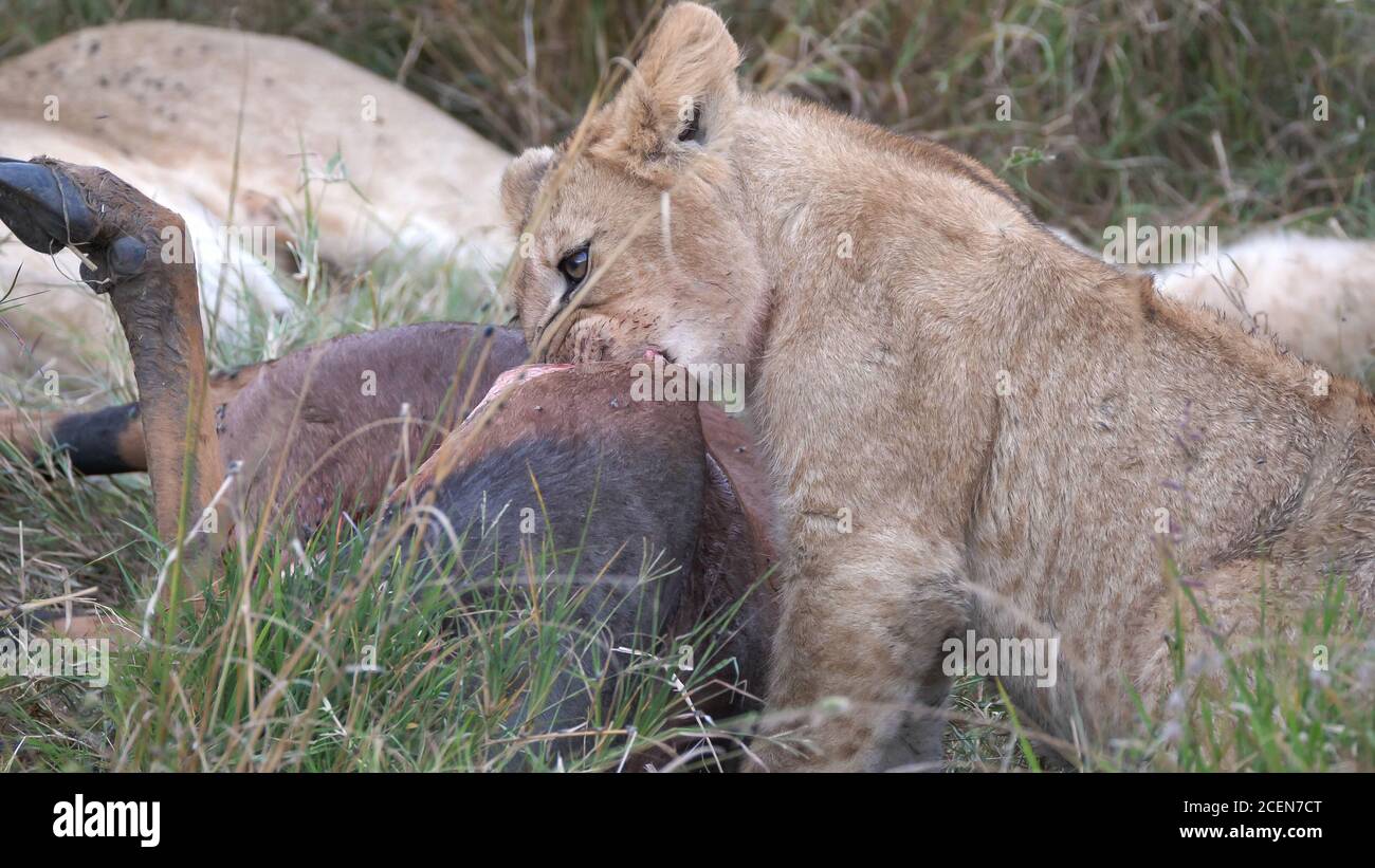 African lion feeding masai hi-res stock photography and images - Alamy