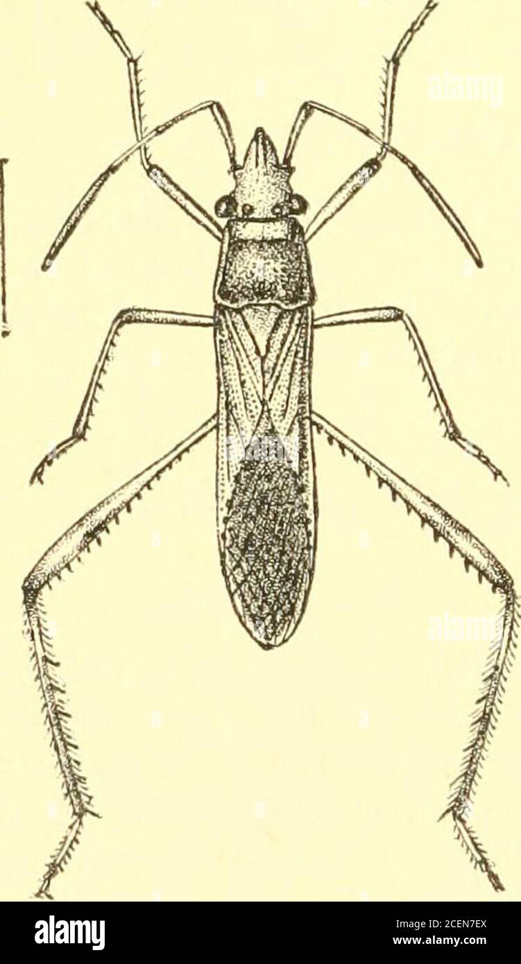 . Rhynchota ... bout as long as membrane, the apical angles ...