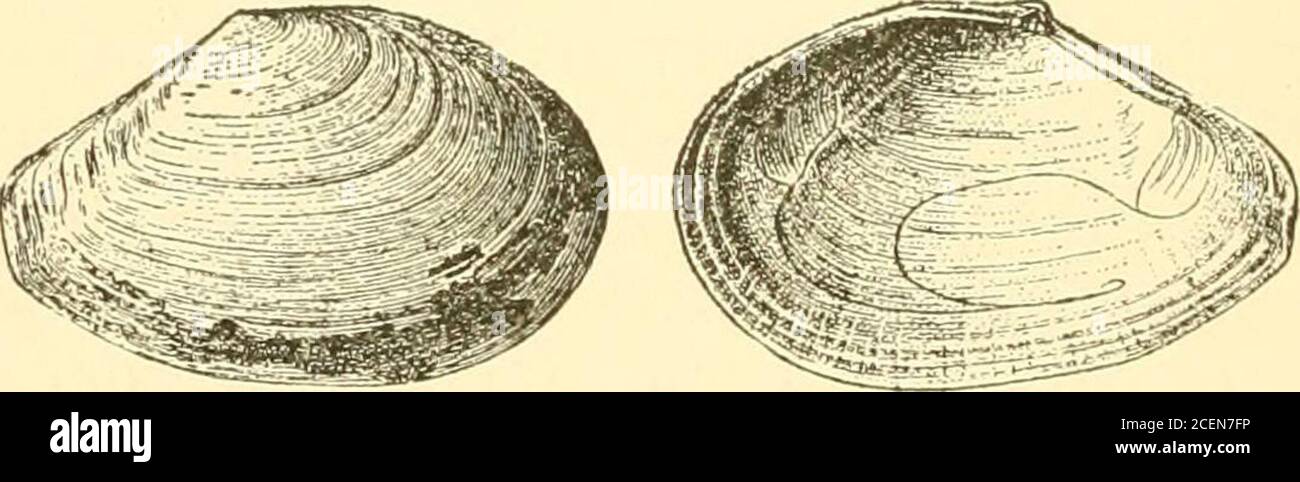 Marine bivalve features hi-res stock photography and images - Alamy