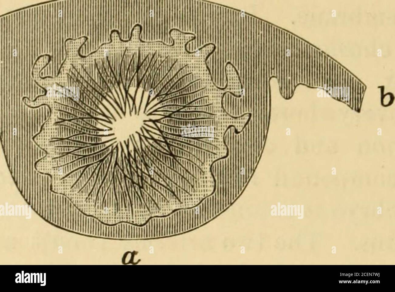 . The science and art of midwifery. Fig. 50.—Formation of dccidua ...