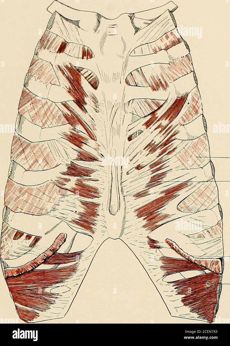 Anatomie transversus abdominis hi-res stock photography and images - Alamy