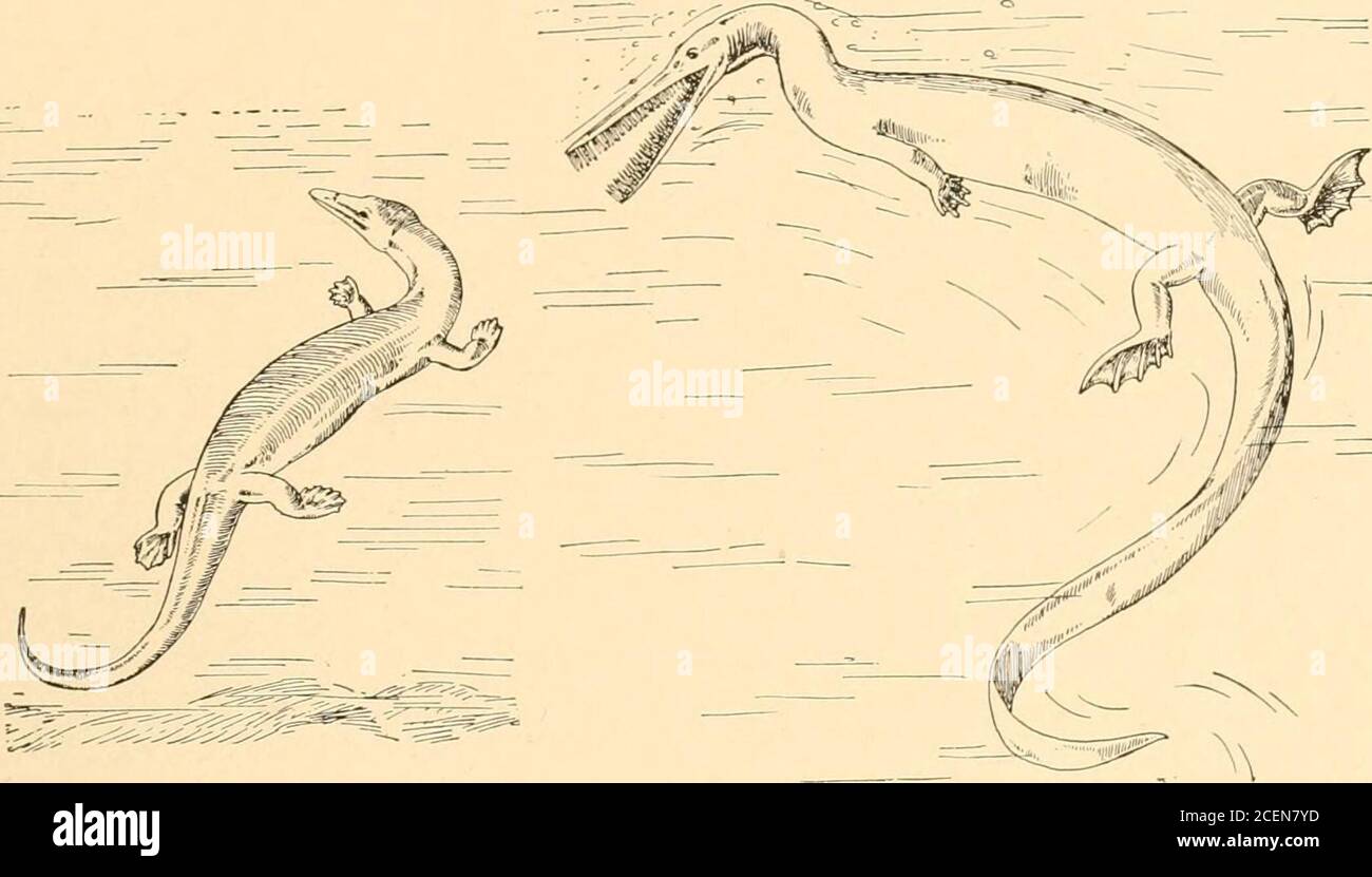 Lariosaurus hi-res stock photography and images - Alamy