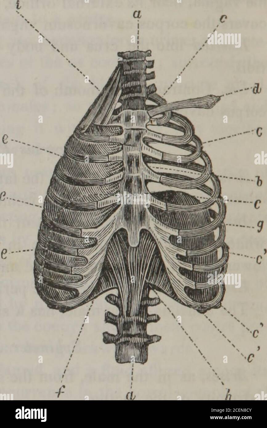 Eighth Rib High Resolution Stock Photography and Images - Alamy