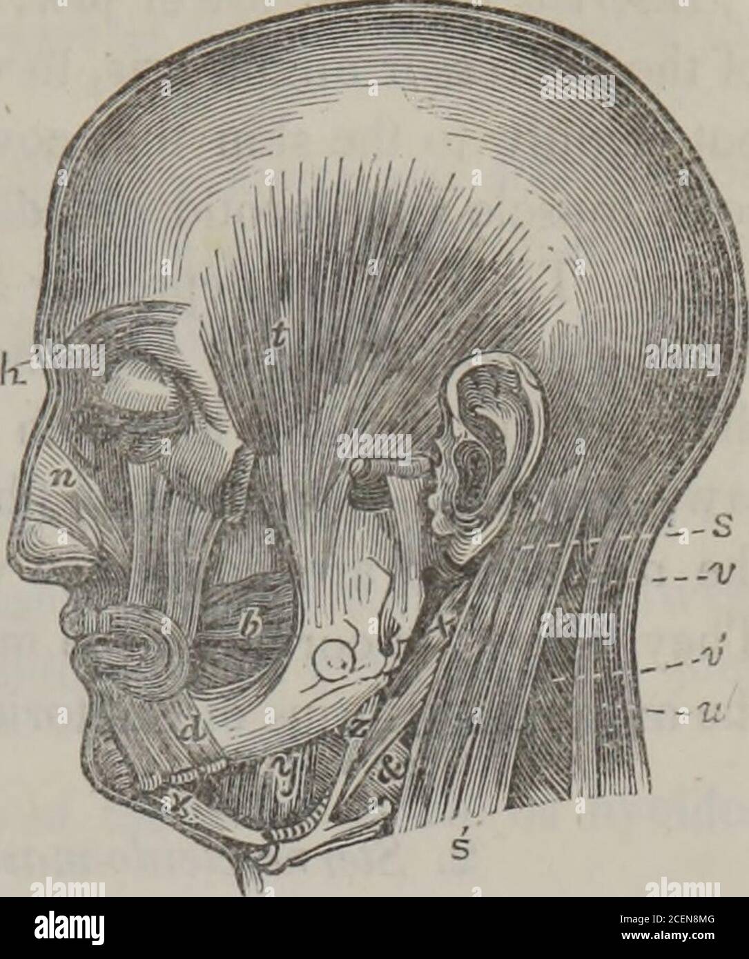 Superior masseter hi-res stock photography and images - Alamy