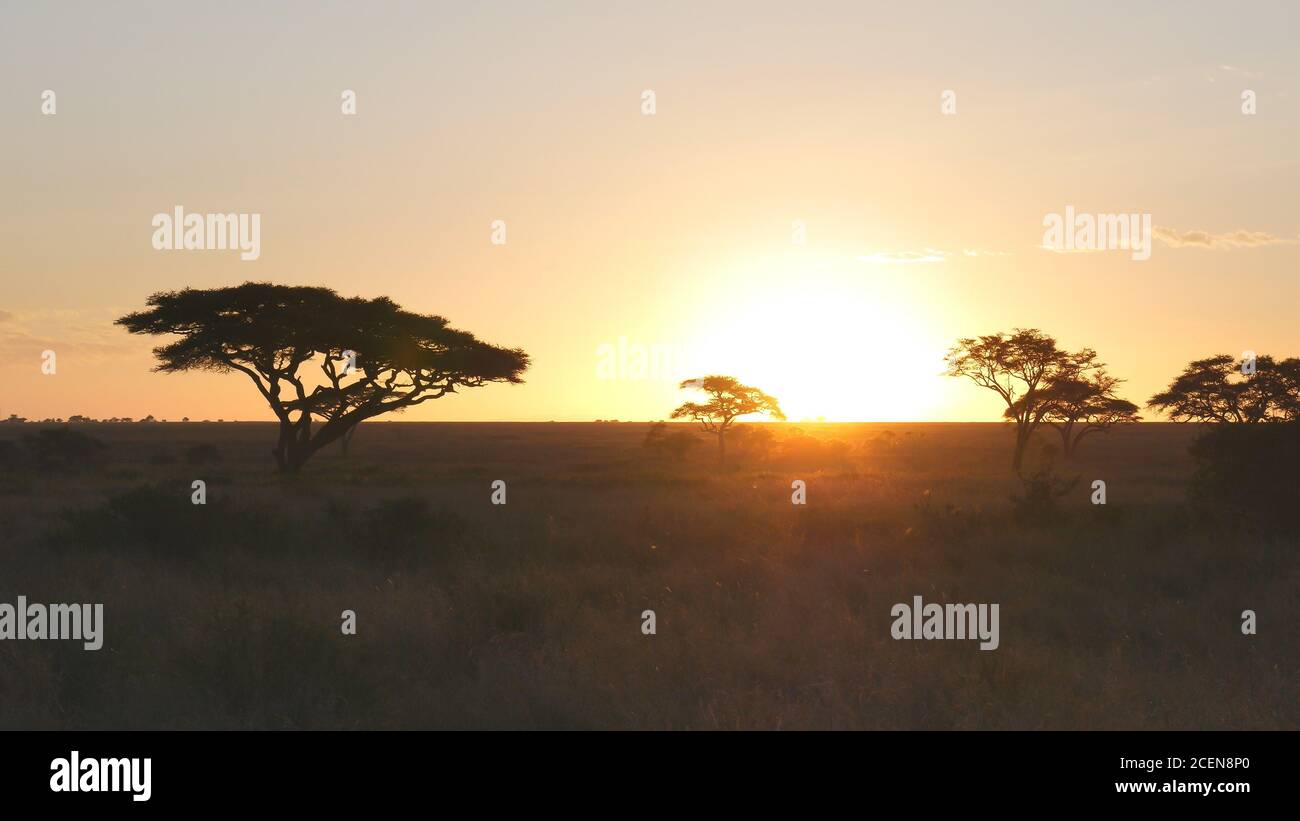 sunset shot of an acacia tree at serengeti Stock Photo - Alamy