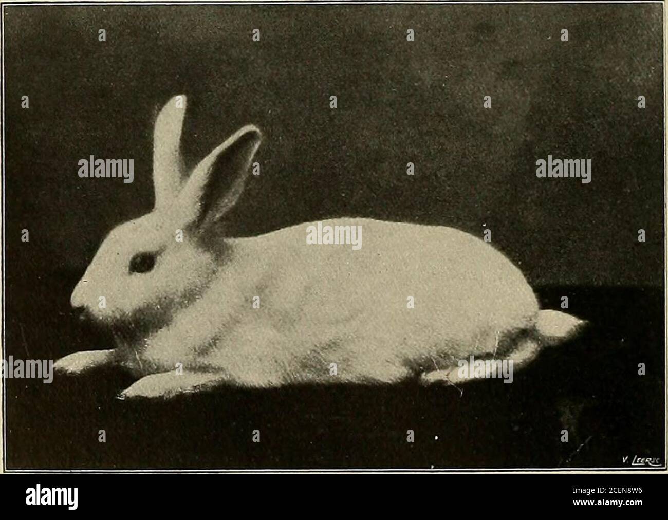 Beveren rabbit hi-res stock photography and images - Alamy