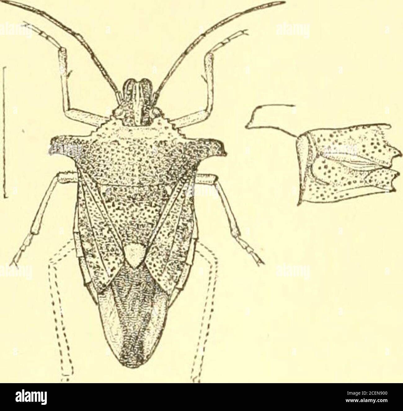 Punctate structure hi-res stock photography and images - Alamy