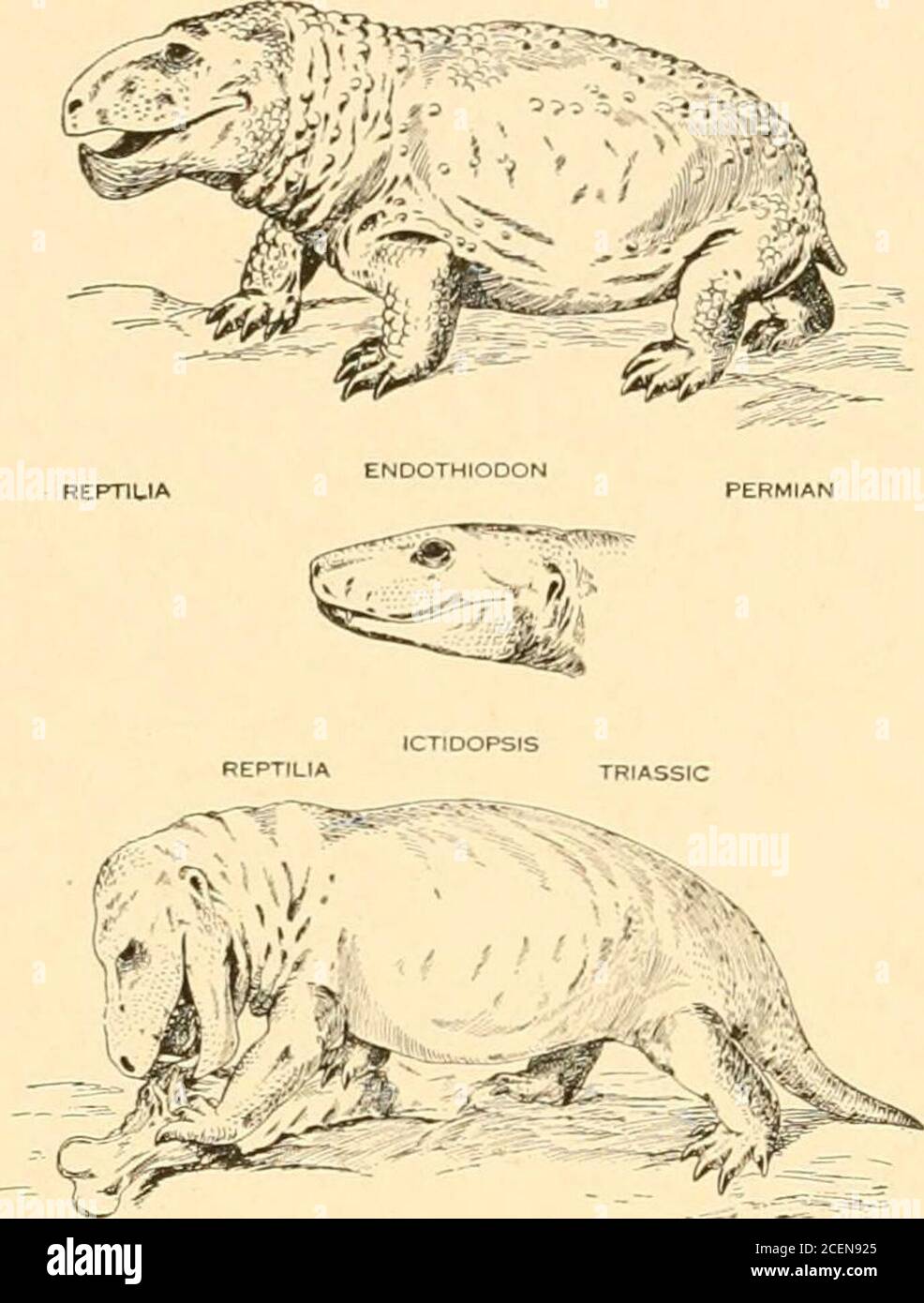 . The origin and evolution of life, on the theory of action, reaction ...