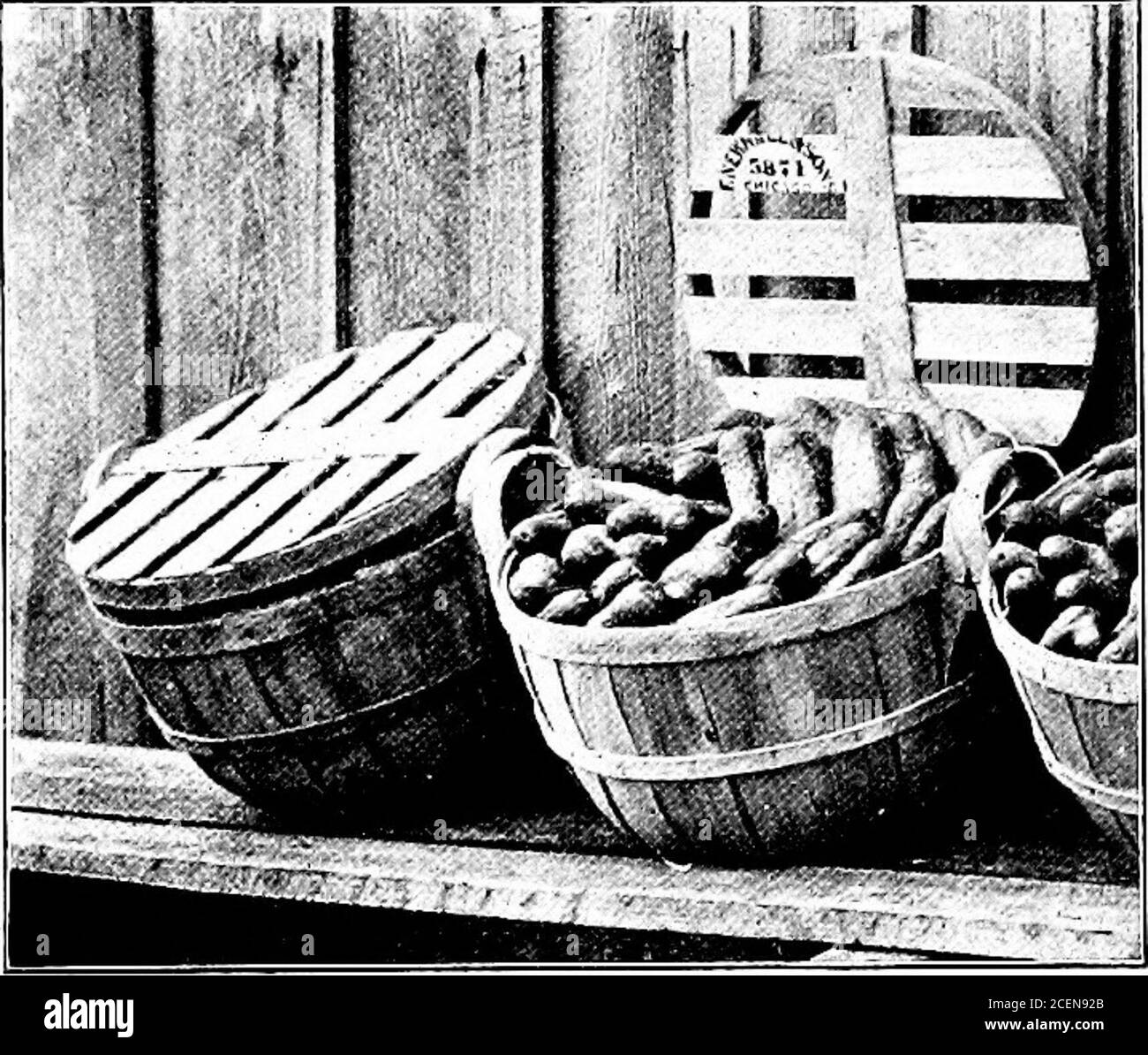 Southern Longleaf Pine Coloring Page