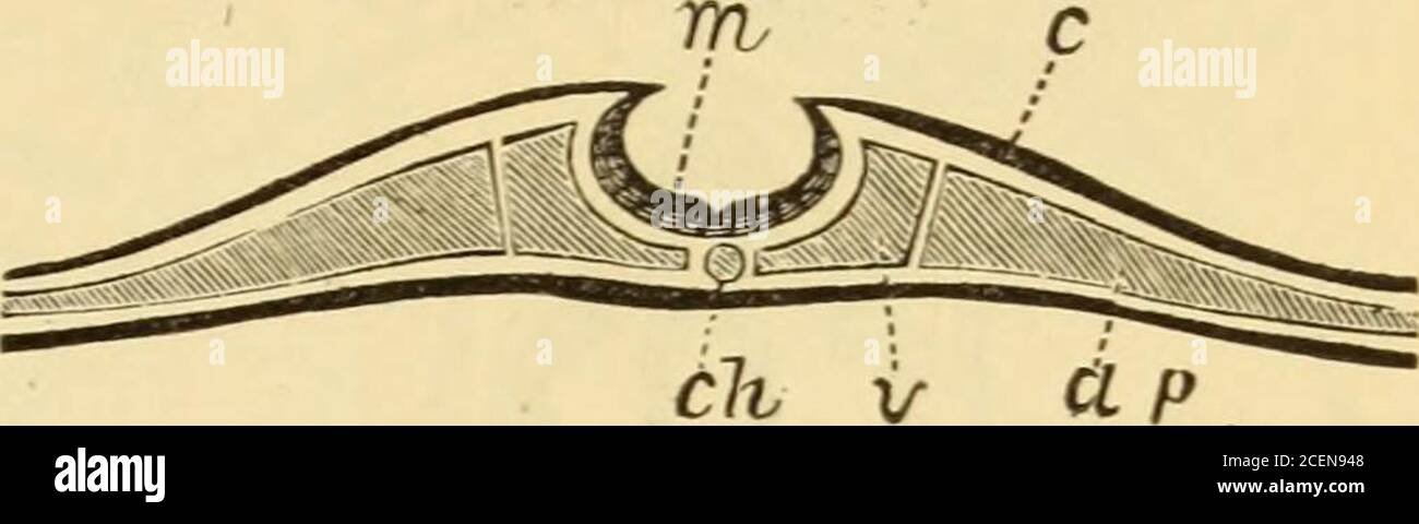 . The science and art of midwifery. the dorsalplates are seen rising up ...