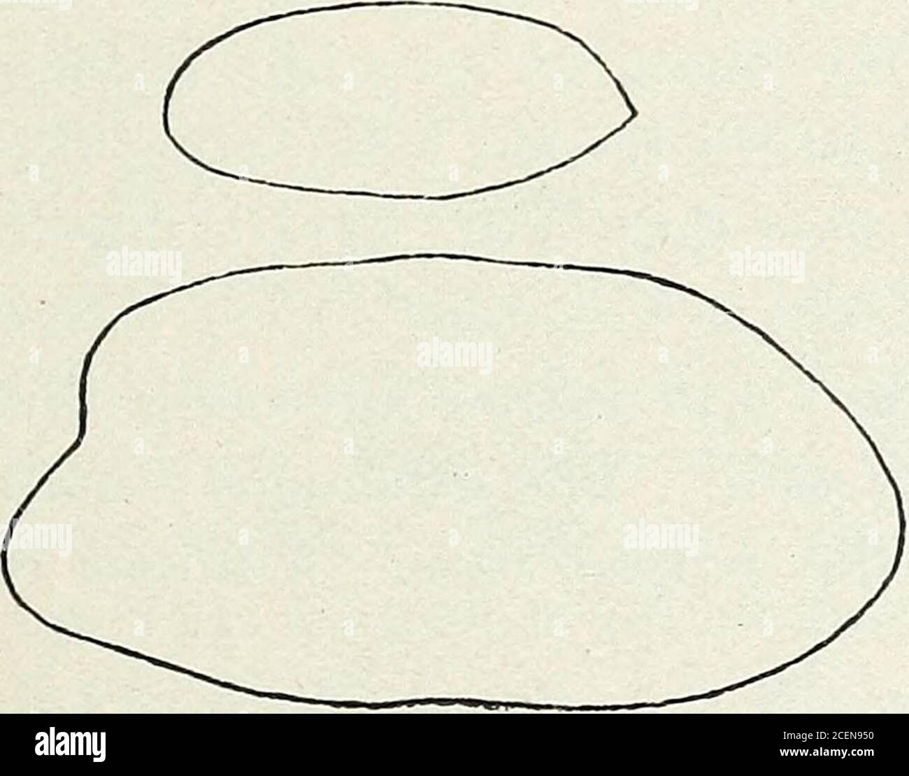 . Date varieties and date culture in Tunis. Fig. 45.—Outlines of Karooy ...