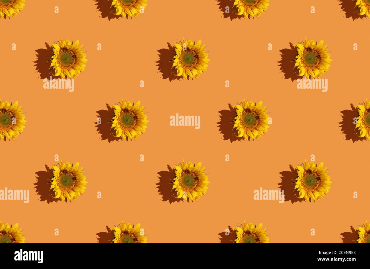 Trendy sunlight Summer pattern made with sunflower on bright light ...