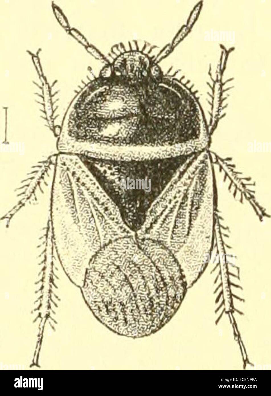 . Rhynchota ... scutellum long,narrowed posteriorly, the lateral ...