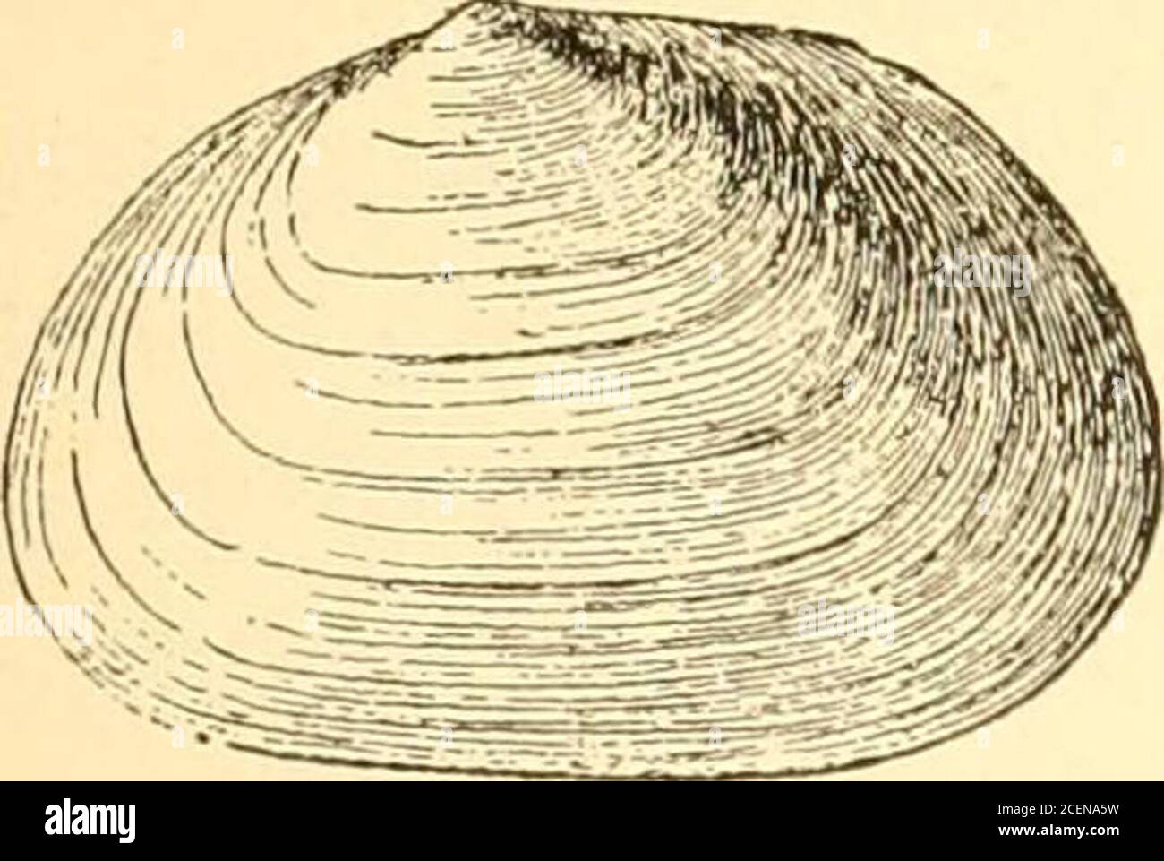 Cpr triangular hi-res stock photography and images - Alamy