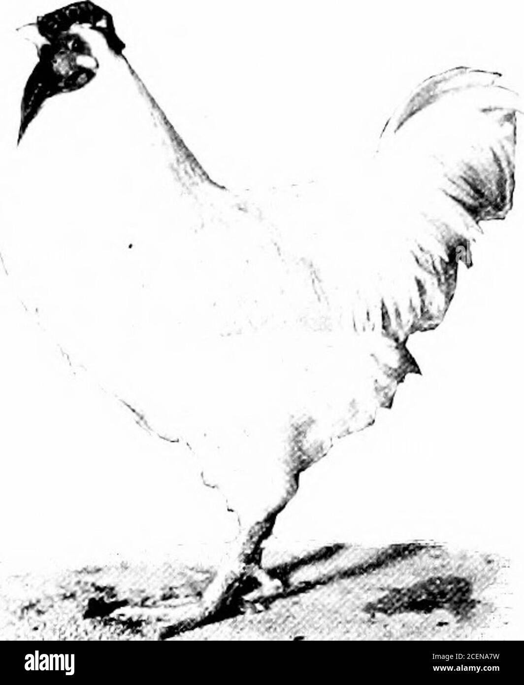 Minorcas Cut Out Stock Images & Pictures - Alamy